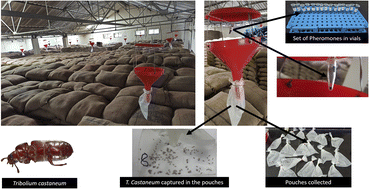 Pheromone traps: analysing the factors helpful in mitigating the use of ...
