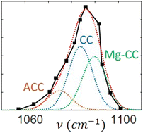 3D Calcium carbonate polymorphs imaging with stimulated Raman ...