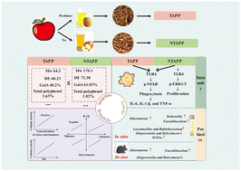 Effect of pectinase addition in juice processing on the structural ...