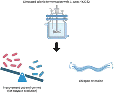 Lacticaseibacillus casei HY2782 improves the intestinal barrier and ...
