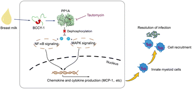 A casein-derived peptide exerted immunomodulatory effects by targeting ...