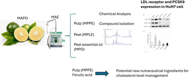 Effects of ‘Mapo’ tangelo (Citrus × tangelo) extracts, essential oil ...