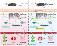 Egg matrices alleviate long-term florfenicol-induced behavioral ...