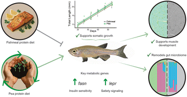 Alternative proteins support somatic and muscular development while ...