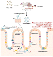 Weissella confusa WIKIM51 (Wilac D001) improves constipation and gut ...