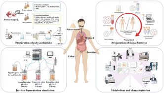 In vitro fecal fermentation characteristics and impact on gut ...