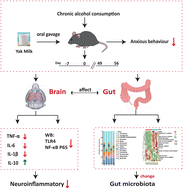 Yak milk ameliorates chronic alcohol-induced brain injury in mice by ...