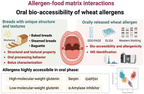 Oral bio-accessibility of wheat allergens: the roles of food matrices ...