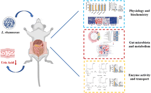 Lacticaseibacillus rhamnosus alleviates hyperuricemia by restricting ...