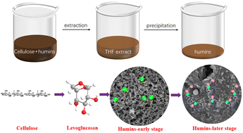 Evolution process of humins derived from cellulose by a humin ...