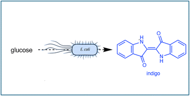 A microbial factory for bio-indigo synthesis: demonstration of ...