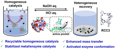 pH-Responsive aqueous homogeneous metal/enzyme catalysis and ...