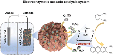 Electroenzymatic cascade synthesis of 2,3-diaminophenazine on HRP ...