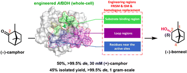 Green whole-cell biocatalysis: compartmentalized engineering of borneol ...