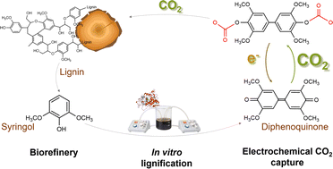 Lignification-mimetic dehydrogenative diphenoquinone synthesis and ...