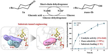Substrate tunnel redesign of short-chain dehydrogenase enabled ...
