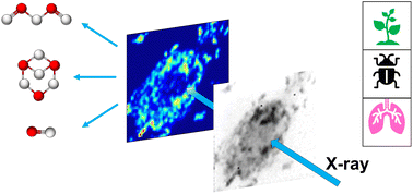 Recent advances in micro-XANES application in biology at the TwinMic ...