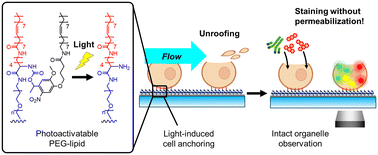 Microfluidic cell unroofing for the in situ molecular analysis of ...