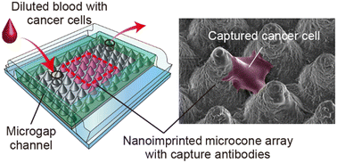 Enhancing cancer cell immunocapture on orientation-controlled ...