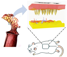 Bio-inspired microneedles with hierarchical microchannels for rapid ...