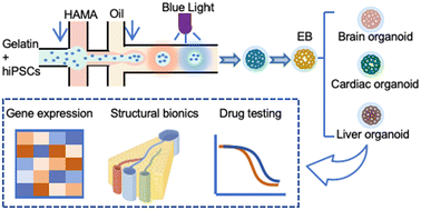 A high-throughput microfluidic platform for functional hiPSC-derived ...