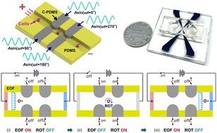 Controllable pump-free electrokinetic-driven microdevice for single-cell electrorotation - Lab ...