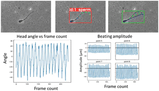 Analysis of sperm beating characteristics using microfluidic trapping and machine-learning-based ...