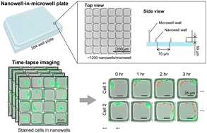 High-throughput single cell motility analysis using nanowell-in ...