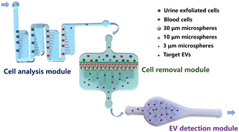 A urine detection chip for the analysis of urinary cells and ...