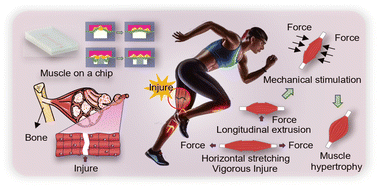 Muscle regeneration on a chip: exercise-induced microtrauma and optimal ...