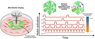 Open-space microfluidics as a tool to study signaling dynamics - Lab on ...