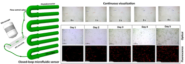 An integrated continuous-flow microfluidic sensor for long-term ...