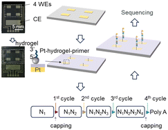 Electronically controlled deprotection chemistry for multiplex ...