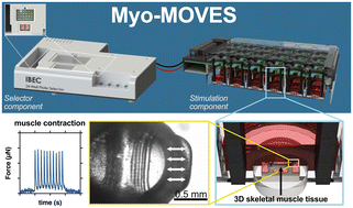 Myo-MOVES: a custom electrical stimulation system for functional ...