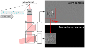 Rare cell classification using label-free imaging flow cytometry via ...
