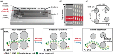 Tunable cell separation using a thermo-responsive deterministic lateral displacement device ...