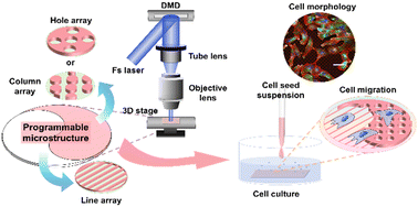 Programmable cell culture chips for topographical manipulation of ...