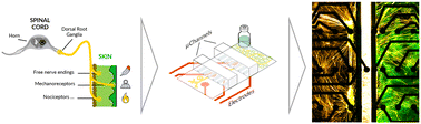 An in vitro organ-on-chip model for studying neuron–keratinocyte ...