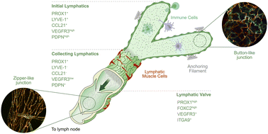 Lymphatics-on-a-chip microphysiological system: engineering lymphatic ...