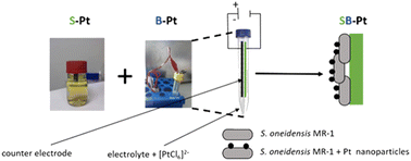Batteries to the rescue: the formation of Pt bioelectrocatalysts with ...