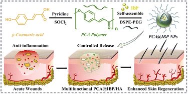 Development of poly(ρ-coumaric acid) based nanodrug delivery system ...