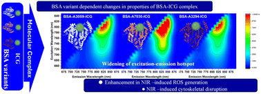 Effect of bovine serum albumin (BSA) variants on the photophysical and ...