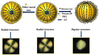 Rapid detection of mercury ions in water using functionalized liquid ...