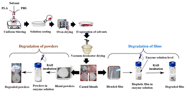 Test-tube model for rapid and accelerated biodegradation of poly(lactic ...