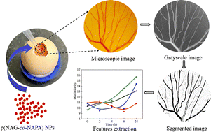 Angiogenic properties of poly(NAG-co-NAPA) nanoparticles: assessment ...