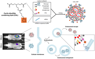 In vivo demonstration of enhanced mRNA delivery by cyclic disulfide ...