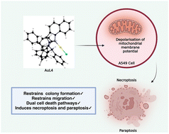 Rational design of gold(i)-NHC complexes as anticancer agents ...
