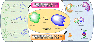 Targeted protein degradation of HSP90 and associated proteins for ...