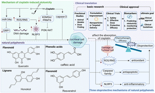 Polyphenolic compounds as protective agents against cisplatin-induced ...