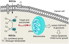Investigation of the anticancer efficacy and impact on energy ...